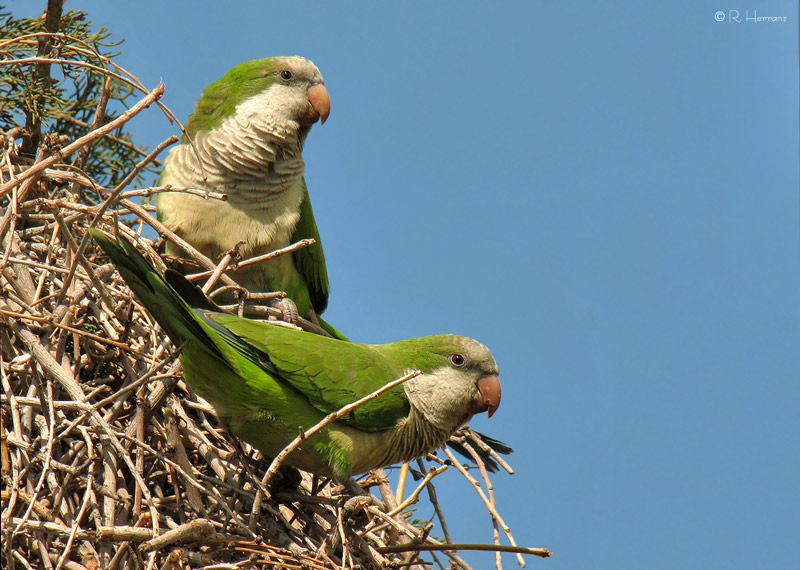 fotosricardo-h: COTORRA ARGENTINA I - Monk Parakeet I