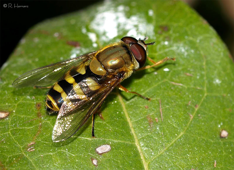 fotosricardo-h: MOSCAS Y OTROS DÍPTEROS - Flies and diptera