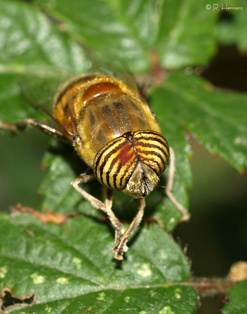 fotosricardo-h: MOSCAS (DÍPTERA : SIRFIDAE: ERISTALINUS) - Hoverflies