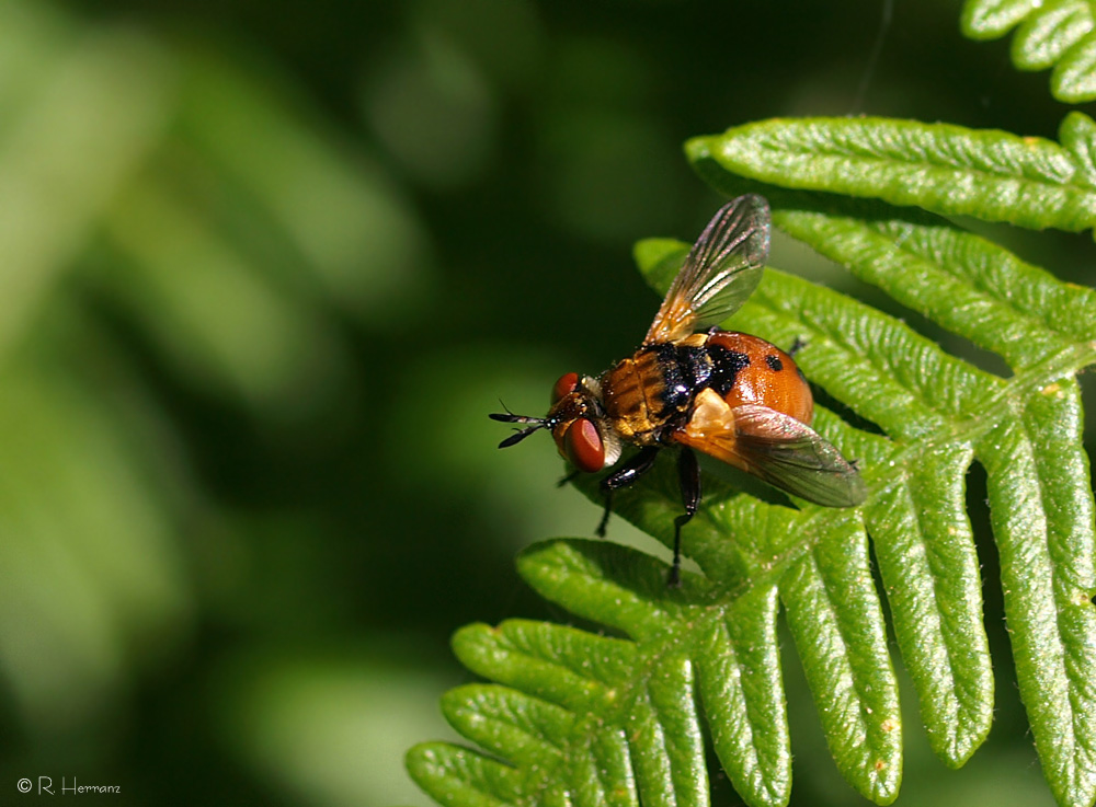 fotosricardo-h: MOSCAS Y OTROS DÍPTEROS - Flies and diptera