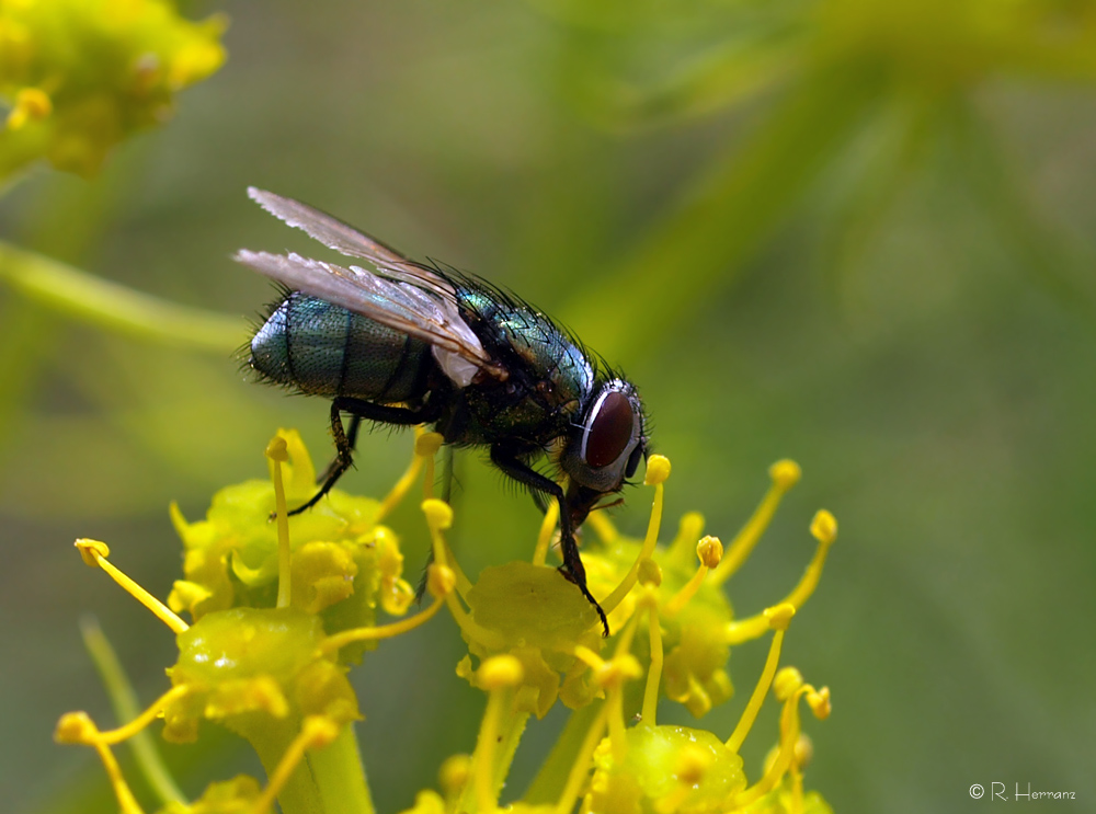 fotosricardo-h: MOSCAS Y OTROS DÍPTEROS - Flies and diptera
