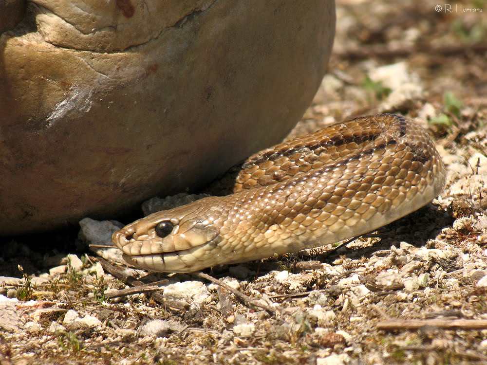 fotosricardo-h: CULEBRA DE ESCALERA - Ladder Snake