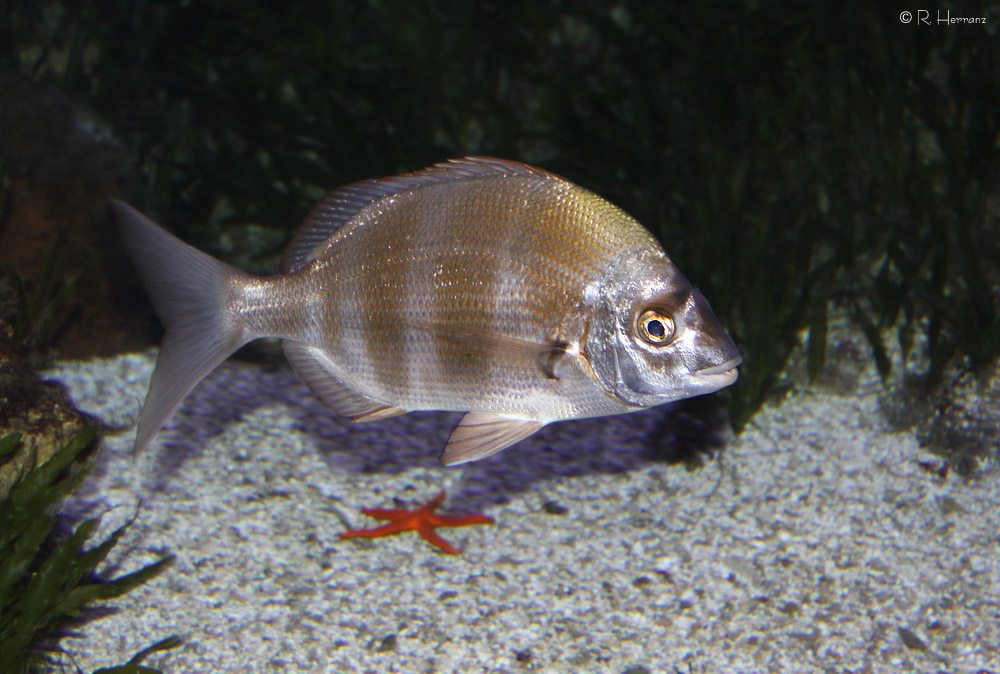 fotosricardo-h: PECES DEL LITORAL ESPAÑOL I: Espáridos - Spanish sea fish I