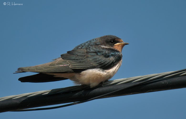 fotosricardo-h: GOLONDRINA COMÚN - Barn Swallow