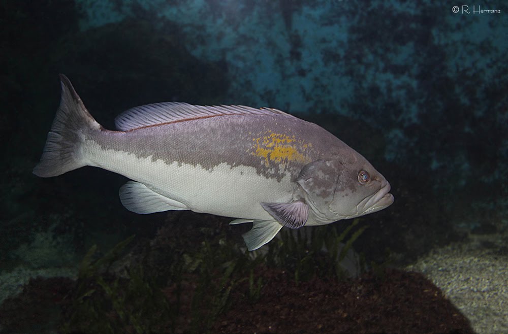 fotosricardo-h: PECES DEL LITORAL ESPAÑOL II: Serránidos - Spanish sea ...