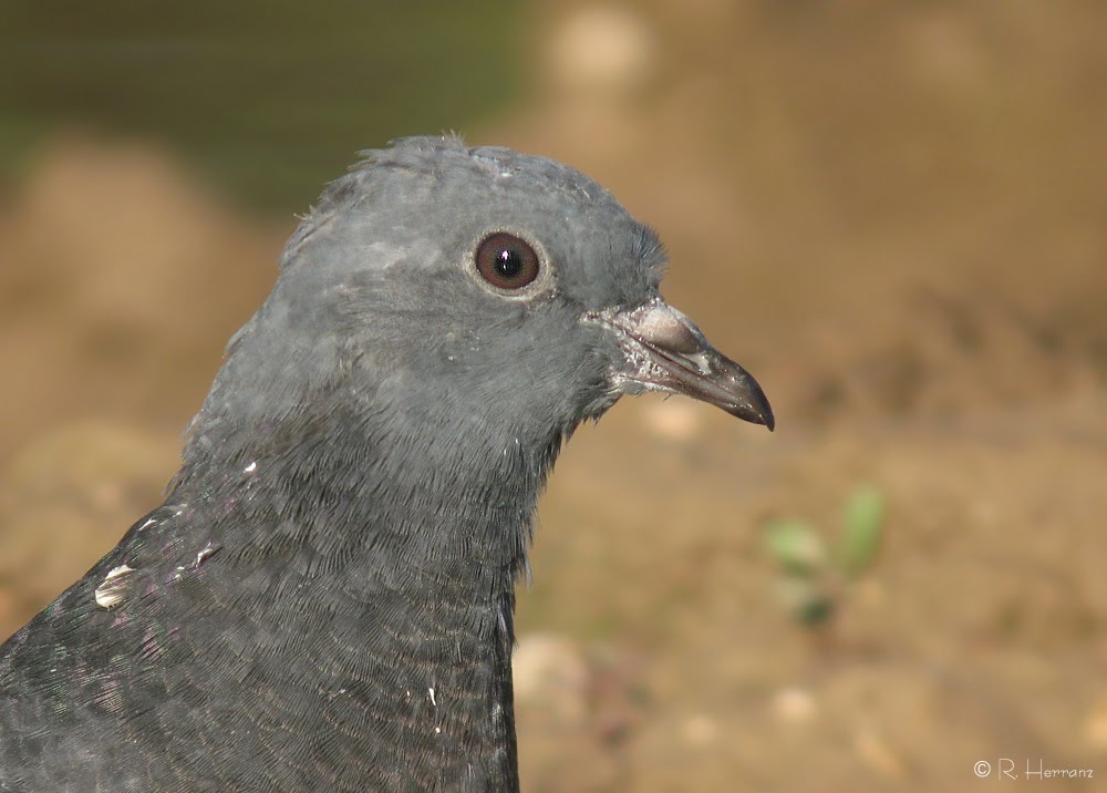 fotosricardo-h: PALOMAS - Pigeons