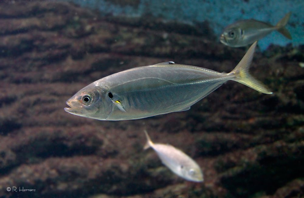 fotosricardo-h: PECES DEL LITORAL ESPAÑOL V: Carángidos - Spanish sea ...
