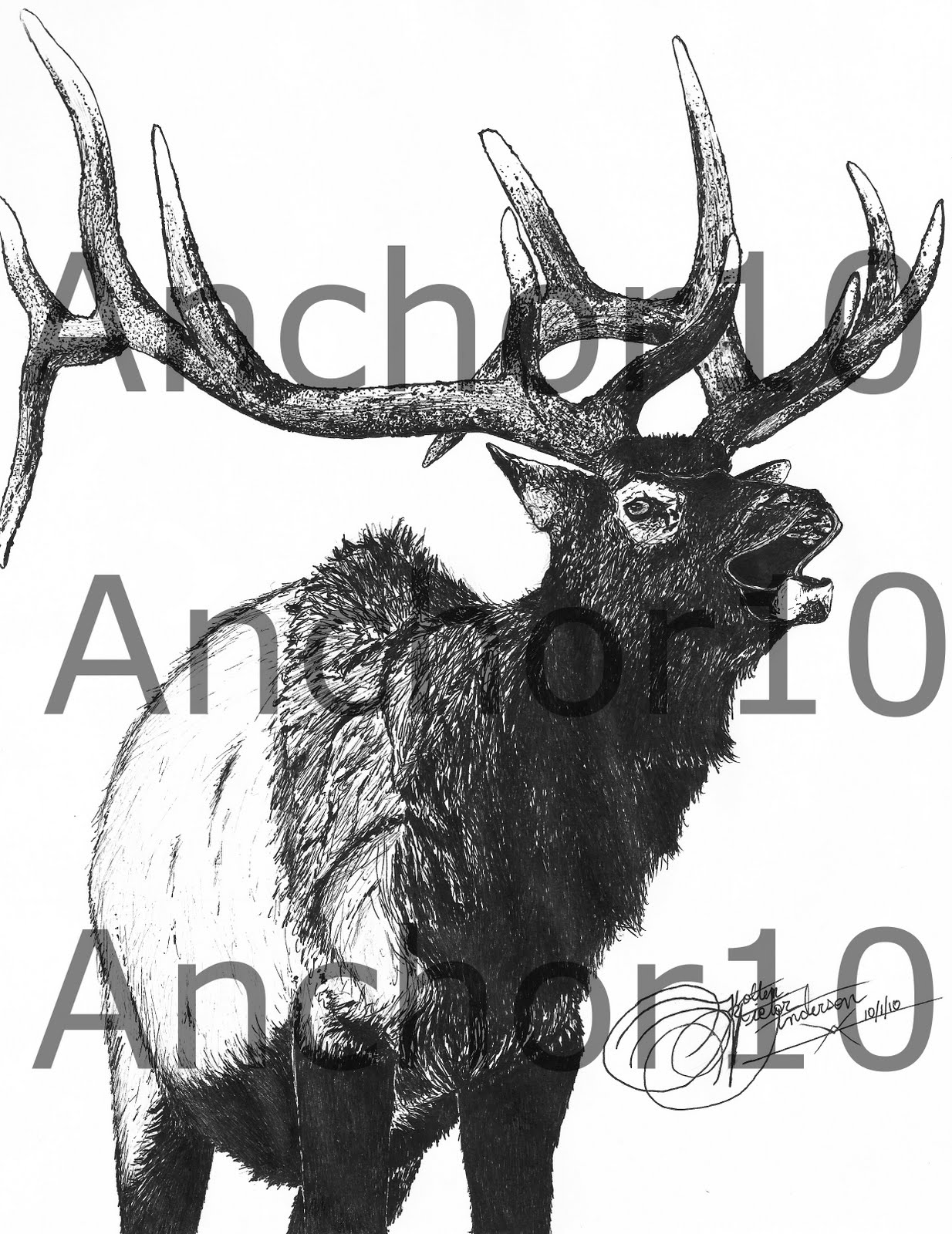 Kolten's Blog: A Bull Elk Drawing