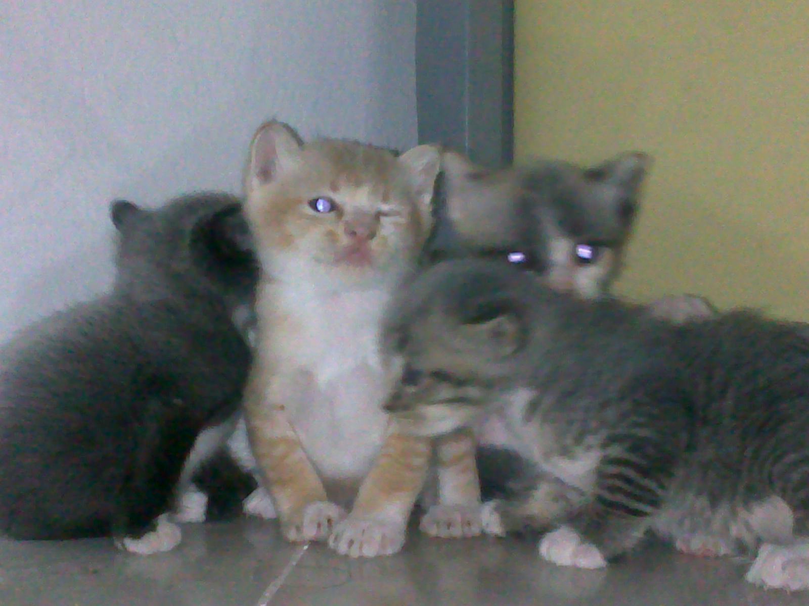 Inspirasi Paling Baru 46+ Gambar Kucing Garang