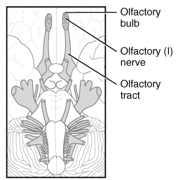 Cranial Nerves: OLFACTORY NERVE