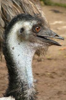 Entorno sociopolitico y economico: 1.2.EL PAJARO FEO