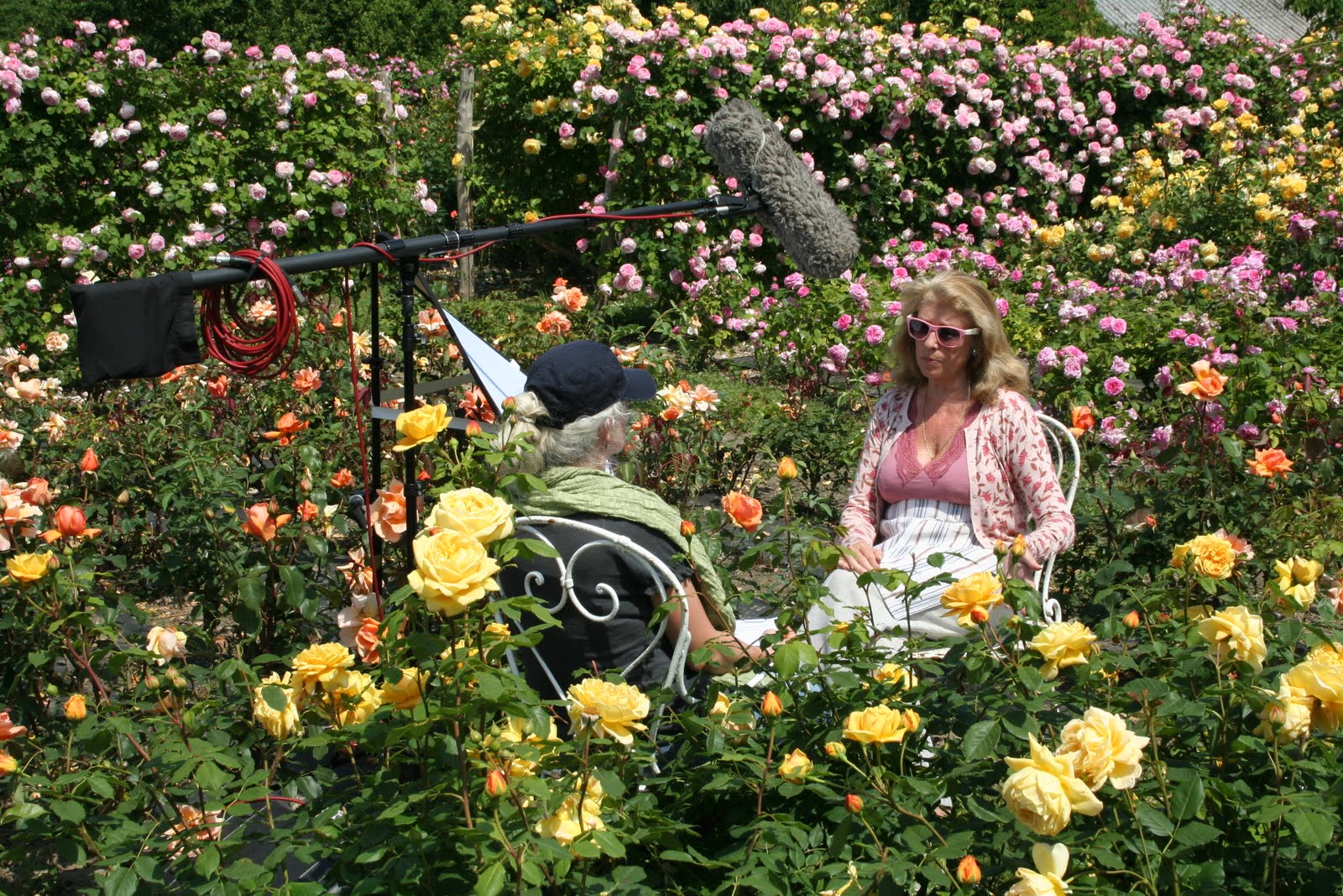 Danaë's Country Roses: Country Roses on Gardner's World