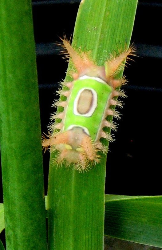 On Brangus Lane: Beware the Packsaddle Worm!