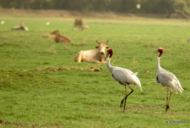 ECOWILDLIFE BIRDWATCHING: GRUIDAE. SARUS CRANE( grus antigone)