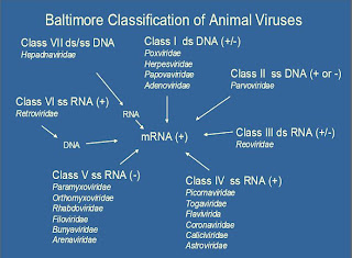 Virology: Baltimore