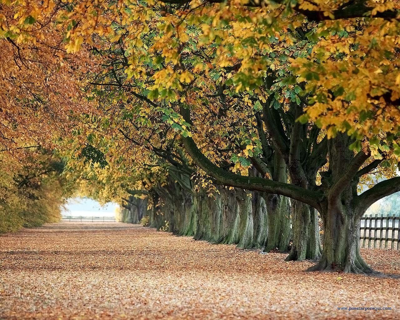 Paisajes y árboles - Imagui