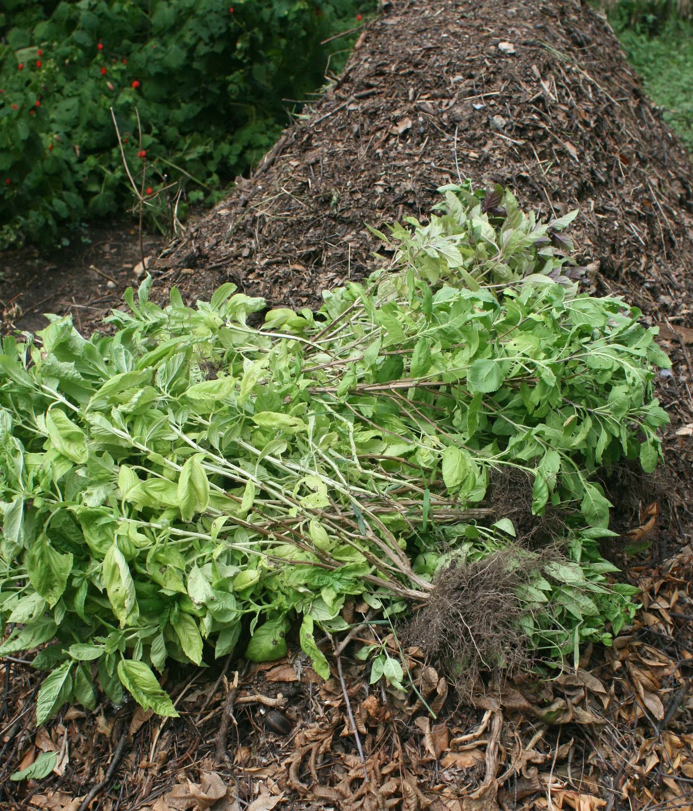 Society Garlic: make room for lettuce: saving basil