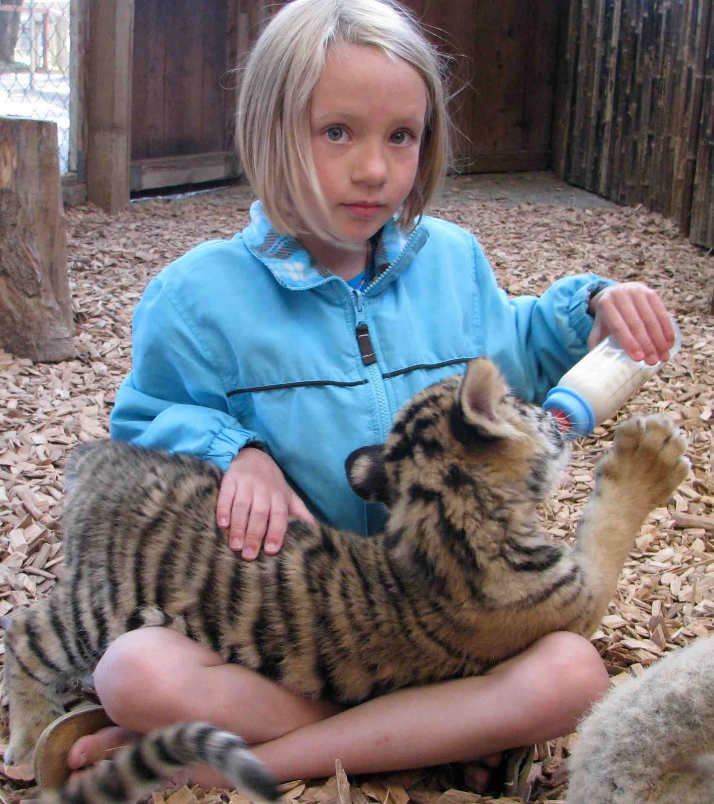 Tiger Tiger :: Book Sharing Monday - Eva Varga