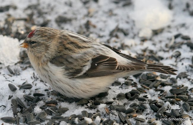 Hasty Brook: A Hoary Redpoll Story