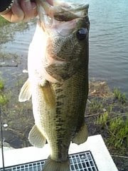 i love BASS FISHING!!: 2008/6/11 Lake Biwa