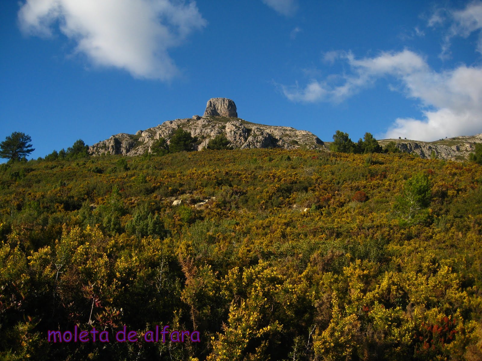 detotunpok: moleta de alfara y pico coscollosa