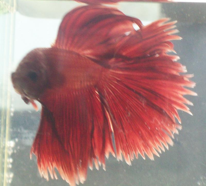 12+ Gambar Ikan Cupang Bagan, Paling Baru!