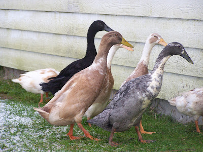 Sherry's Crazy Menagerie: Indian Runner Ducks
