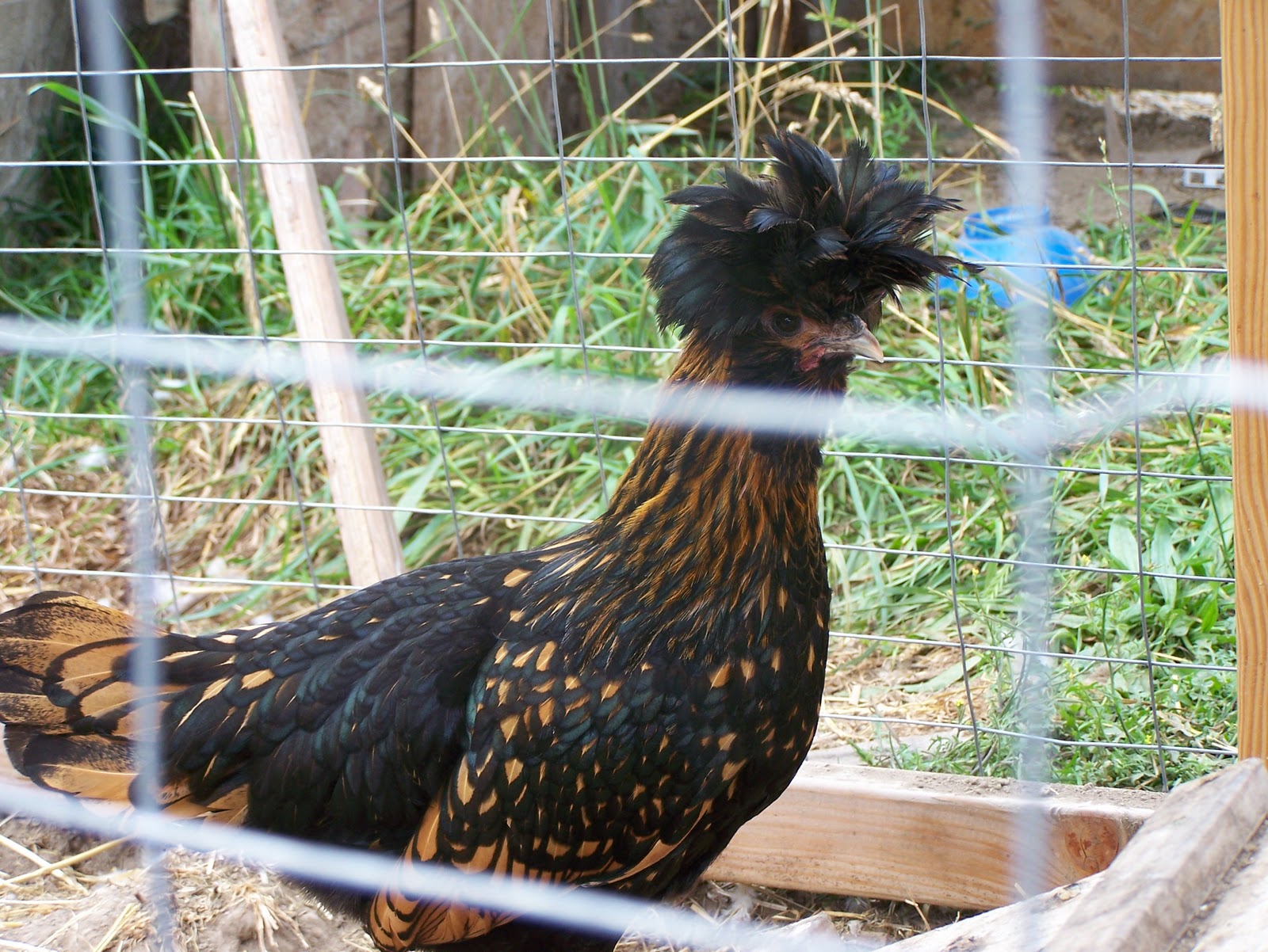 Sherry's Crazy Menagerie: Golden Laced Polish X Mottled Houdan Project