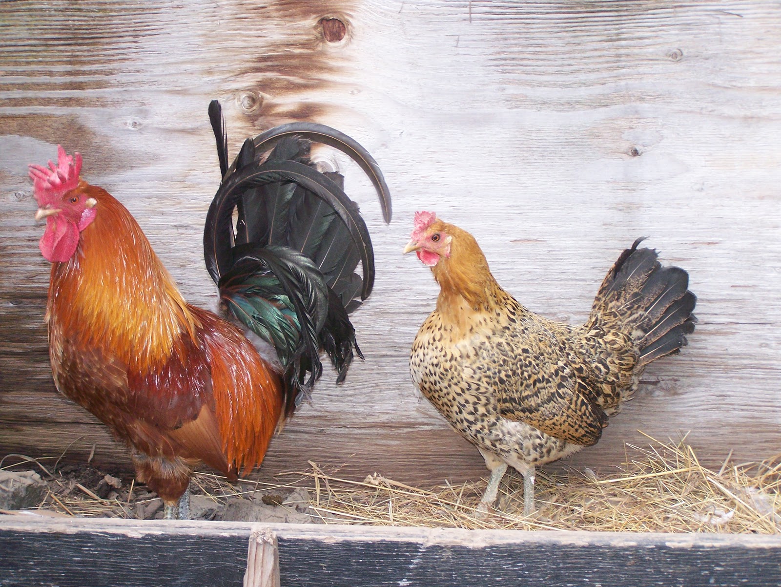 Sherry's Crazy Menagerie: Sicilian Buttercups