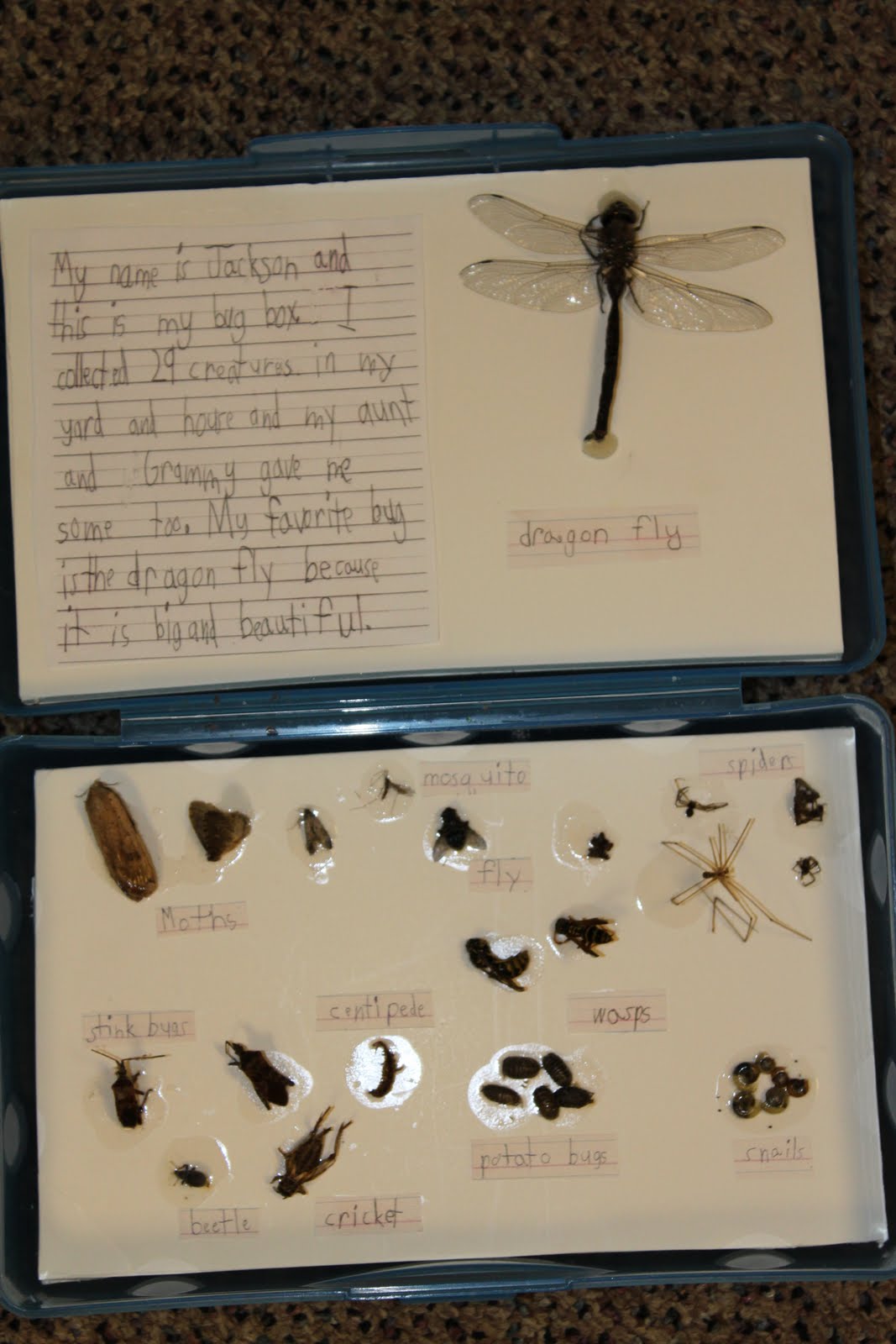 Lovin' Life: Science Fair Projects