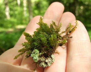 Tumbuhan Lumut ~ Scientia Socius