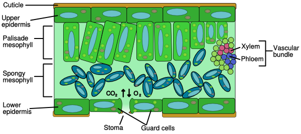 GRAN's GREEN TREASURES: Leaf Structure In Relation to PHOTOSYNTHESIS!