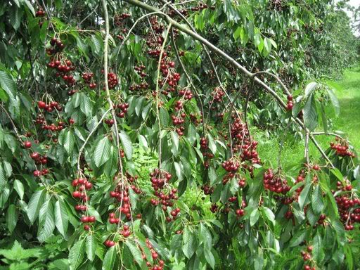 Ma "Untitled" Blog: Cherry Cherry Cherry...!!!