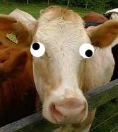 te llama la llama: ¿Te Gusta la Leche de Vaca.....?