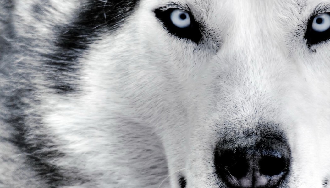 PARAPLANITIKOS: Σκότωσαν 100 χάσκι και τα έθαψαν σε ομαδικό τάφο