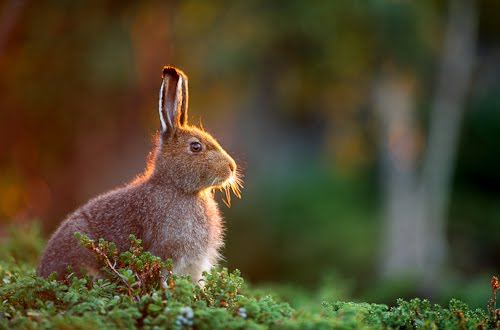 Norsk Zoologisk Forening Sørlandsavdelingen: EI ORDENTLIG HAREMOR