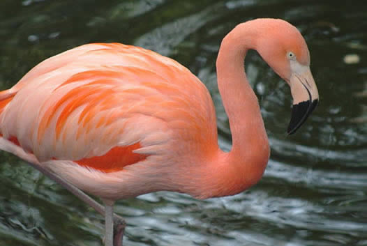 LA VIDA DE LOS FLAMENCOS ROSADOS