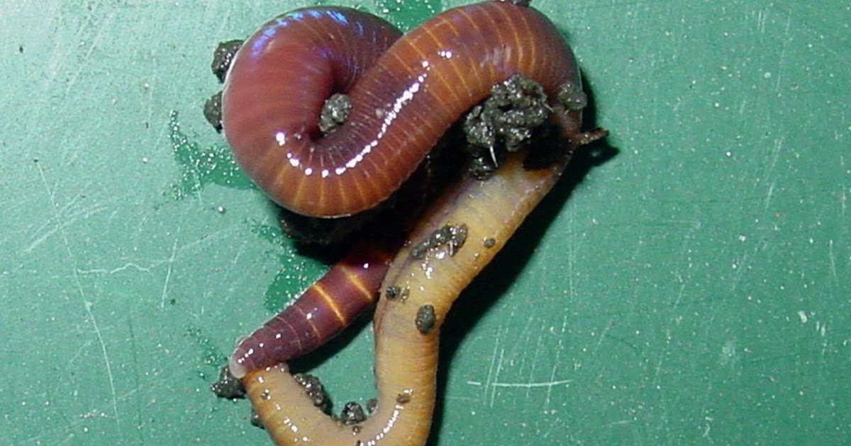 MAD MEAT GENIUS: WORM TEA