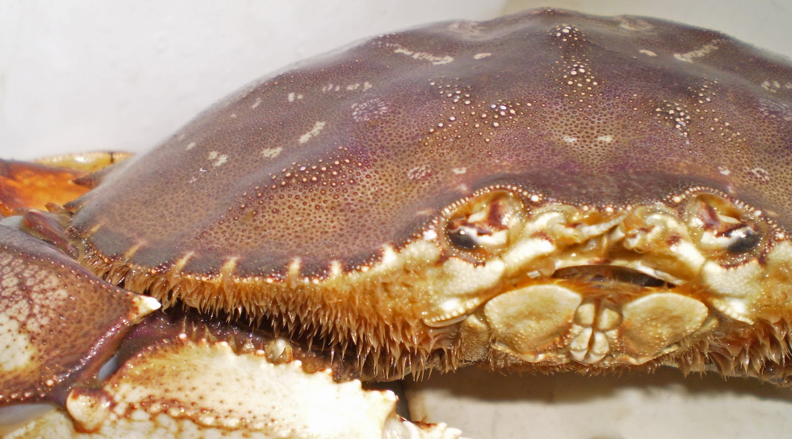 MAD MEAT GENIUS: CRAZY CRAB