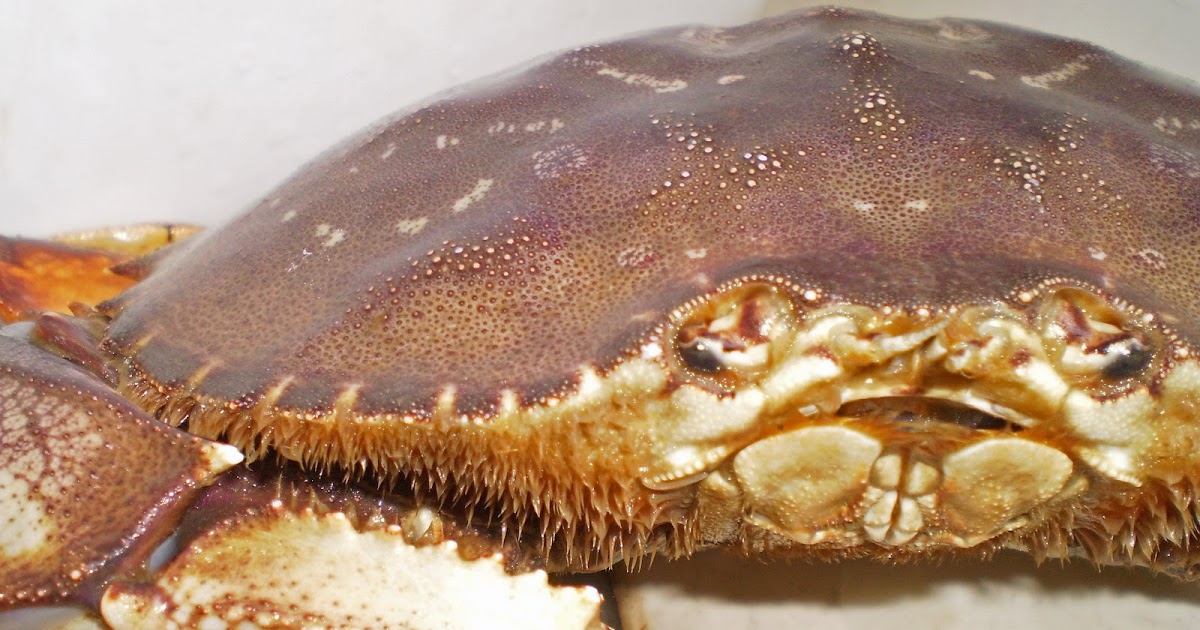 MAD MEAT GENIUS: CRAZY CRAB