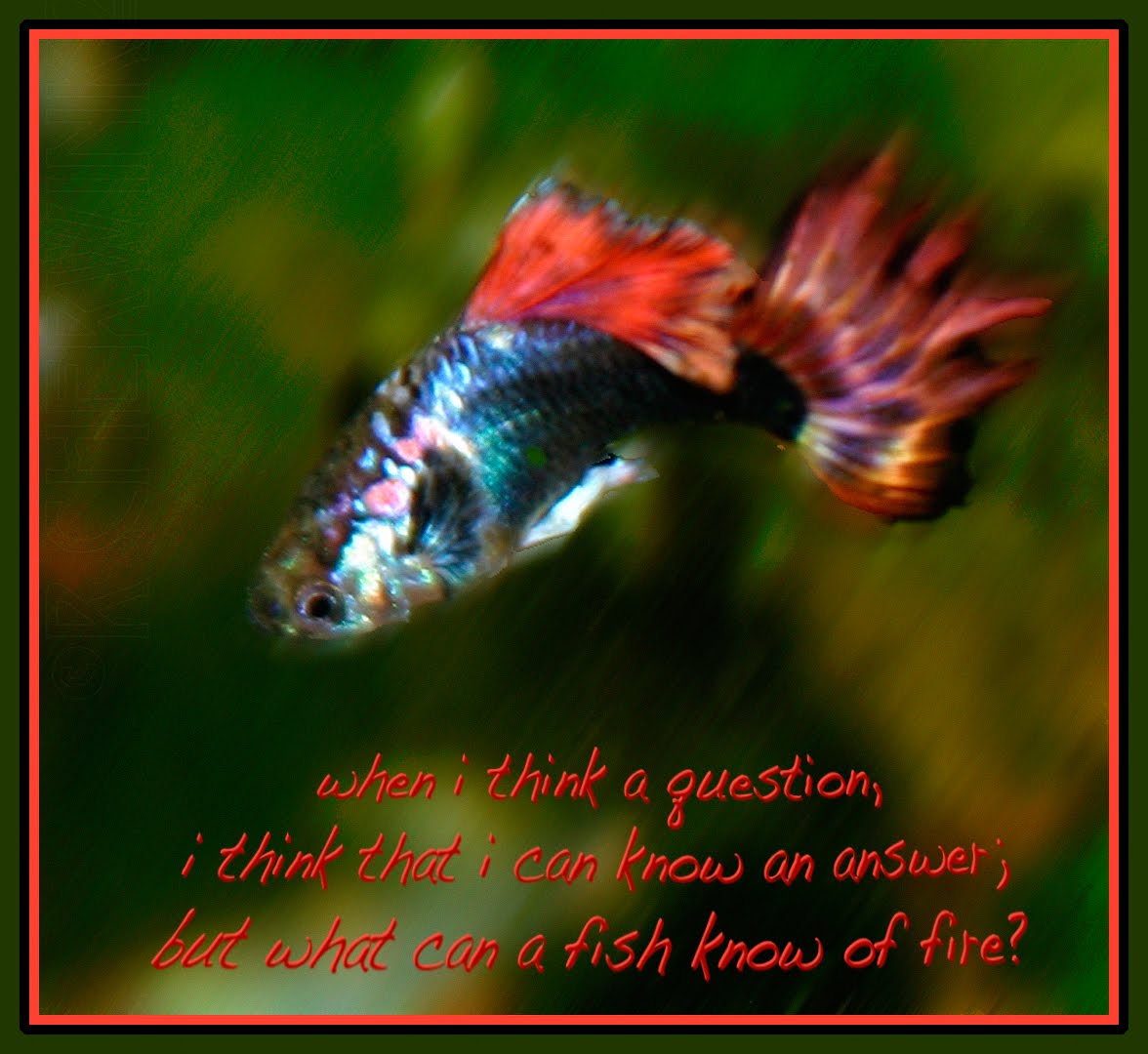 whats more: what can a fish know of fire? | Kōan