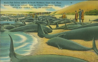 Moody Mommy's Marvelous Postcards Blog: Pilot Whales Ashore At South ...