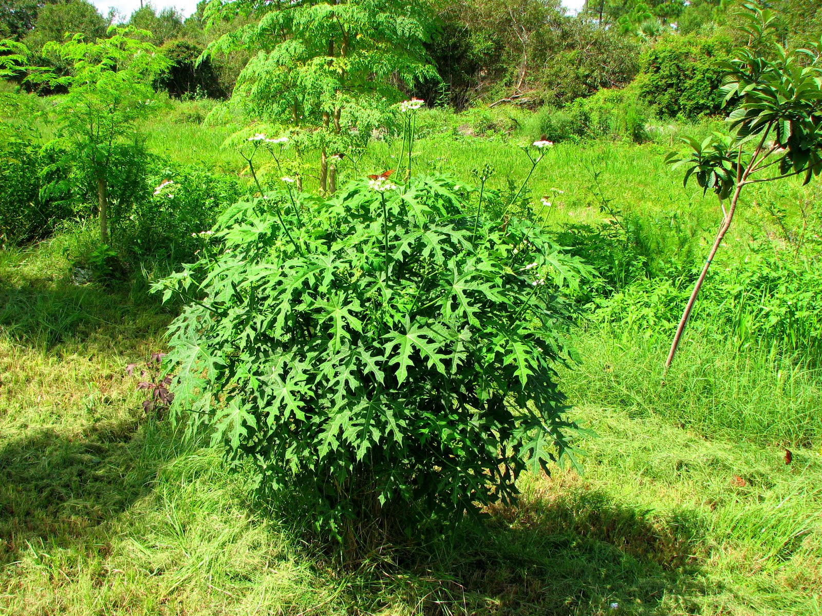 The Back Forty: Chaya as an Edible Hedge
