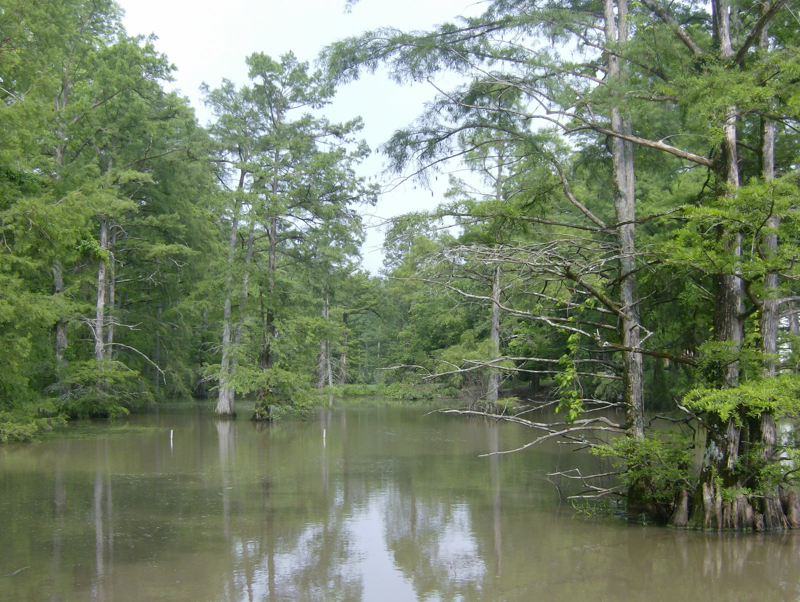 Mississippi Memories: Wordless Wednesday - Swamp Area In Indianola ...
