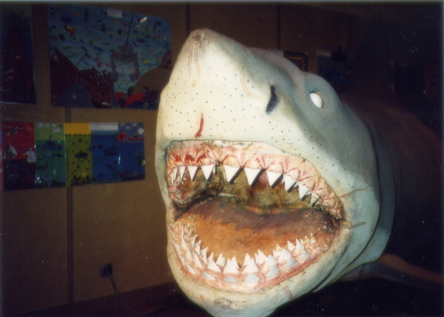Jaws East Coast Tour '88: Experience the Toothy Magic (Updated)plume-de-pan