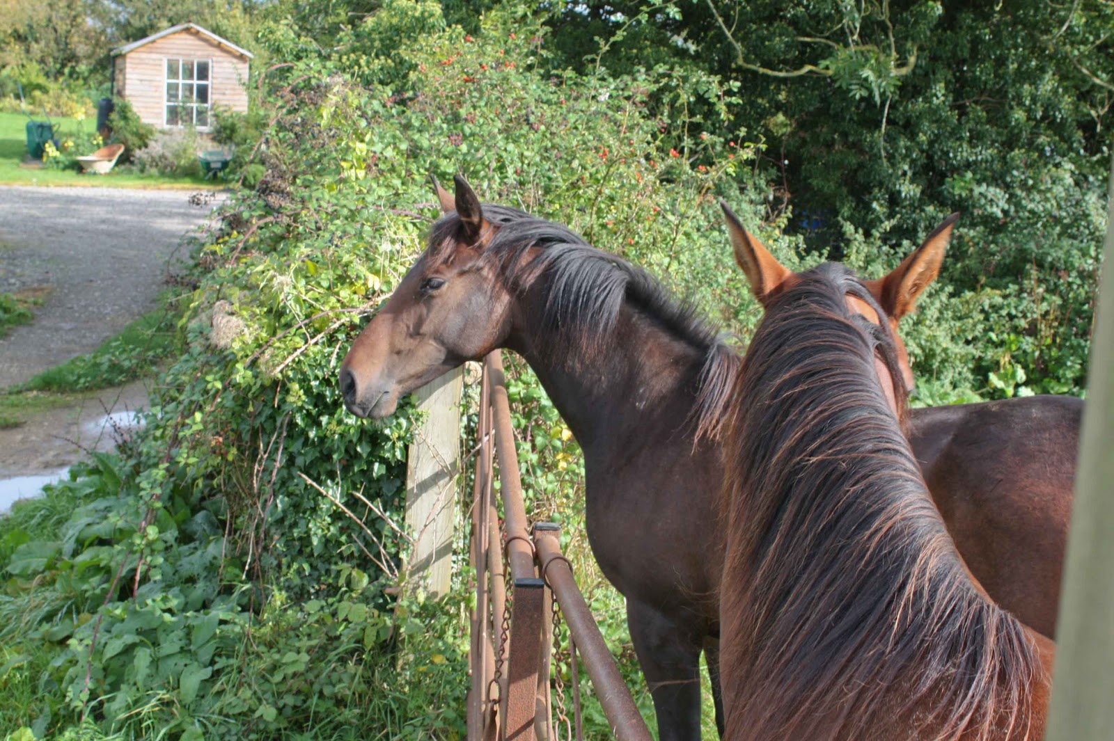 Paws Under the Table: Barnsley - The Village Pub - Akeman Street