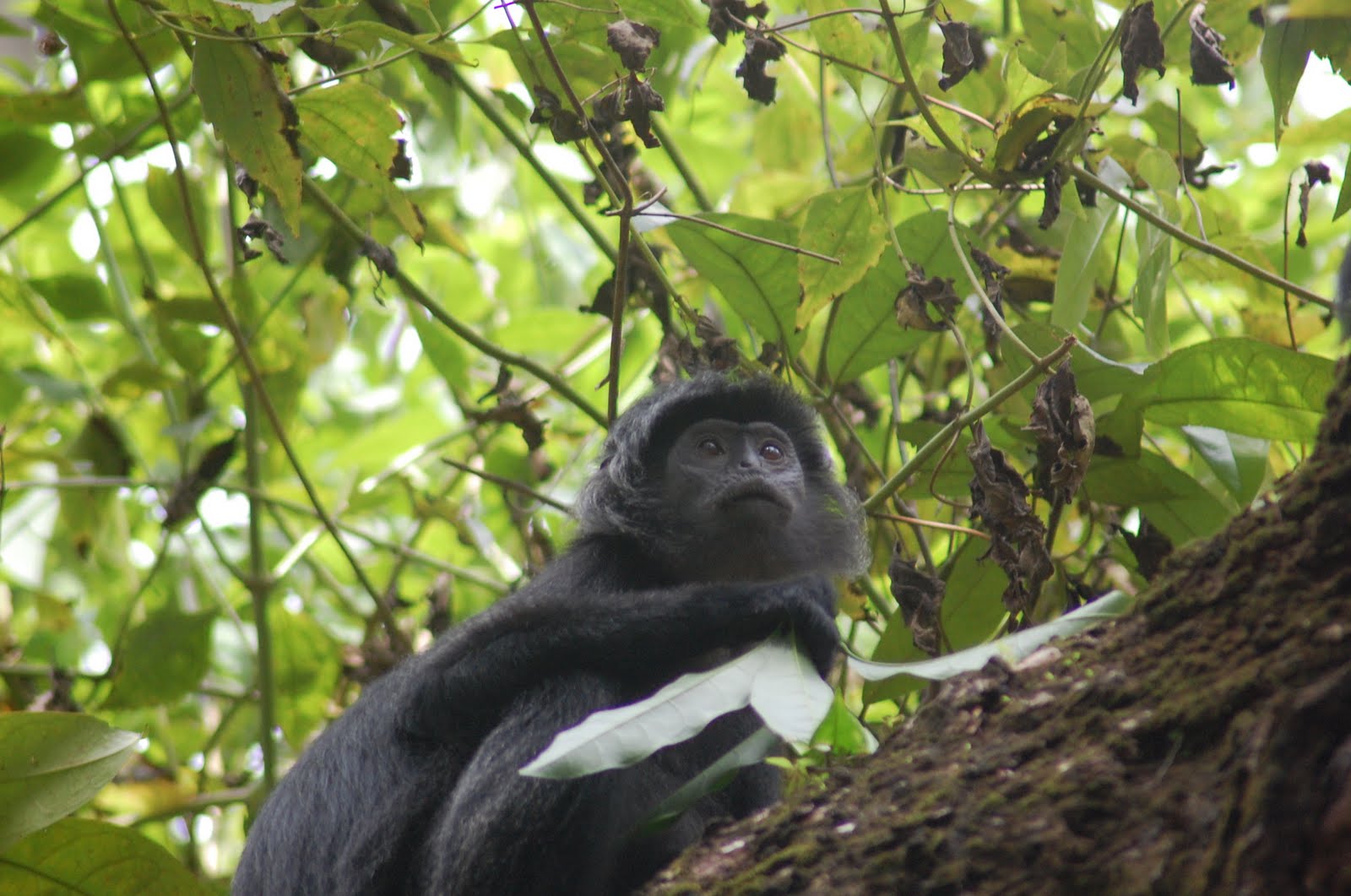 Foto Dan Video Lutung Lucu, Menggemaskan | GambarBinatang.Com