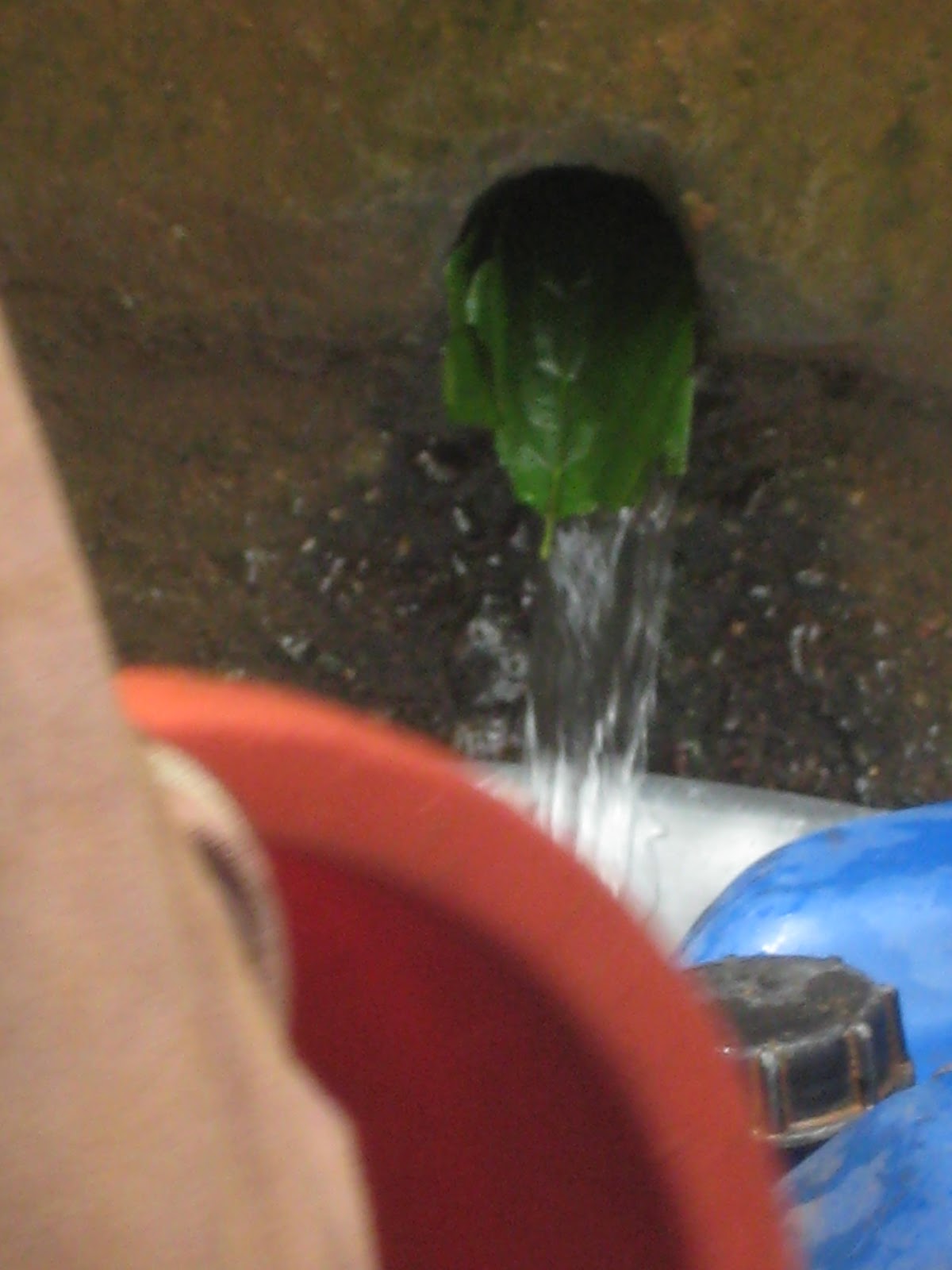 Tikar Descendent: My First Encounter in the Rainforest with my ...
