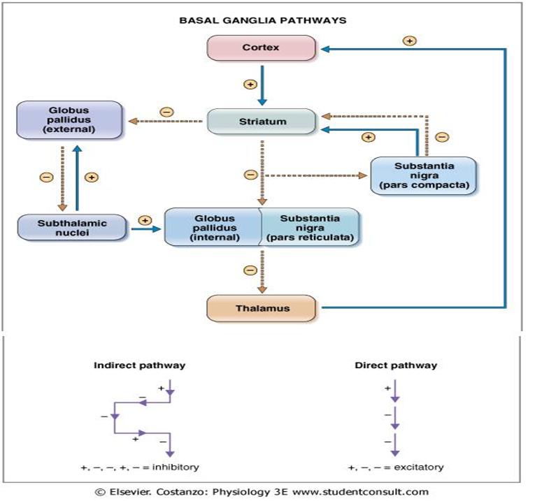 Bioeducafisica: Núcleos da Base