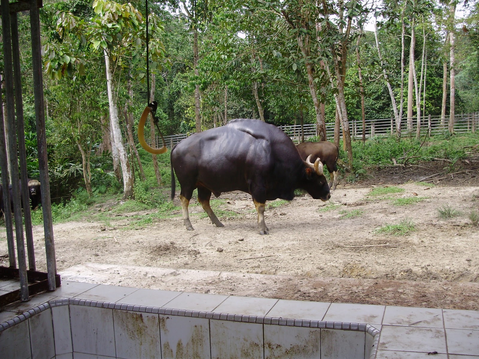 Tokwan Matarun: SELADANG
